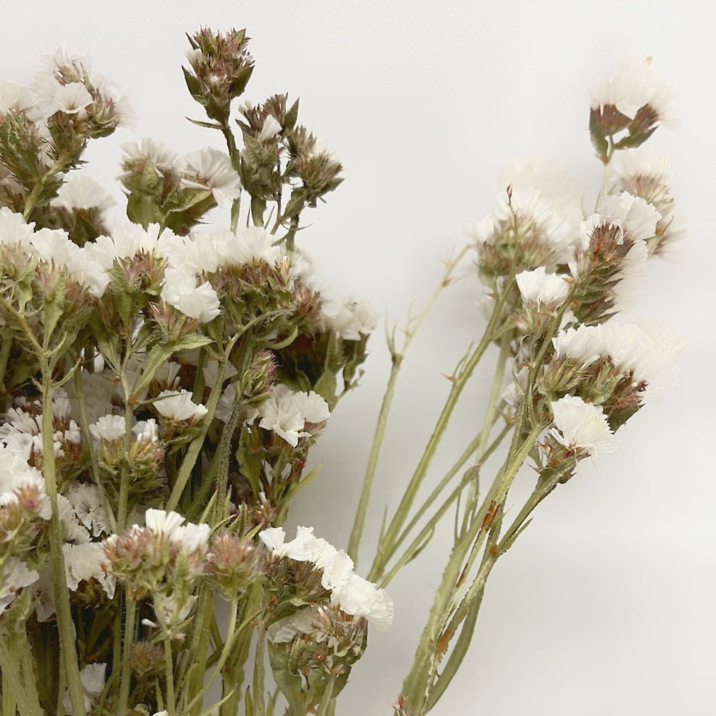 Dried White Sinuata Statice Bouquet – VanCortlandt Farms